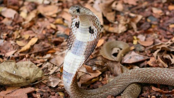 Thực hư về loài rắn khổng lồ ăn thịt người ở Indonesia